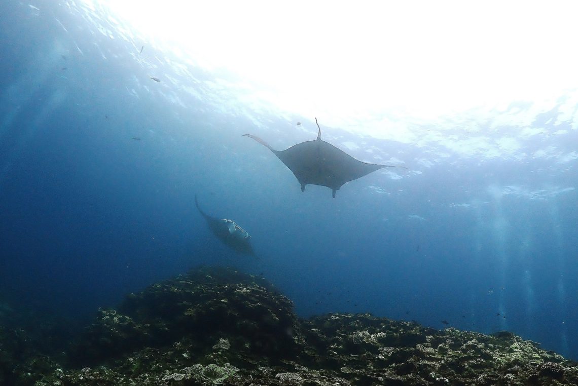 ohana-ishigaki-blog – OHANA ishigaki Blog